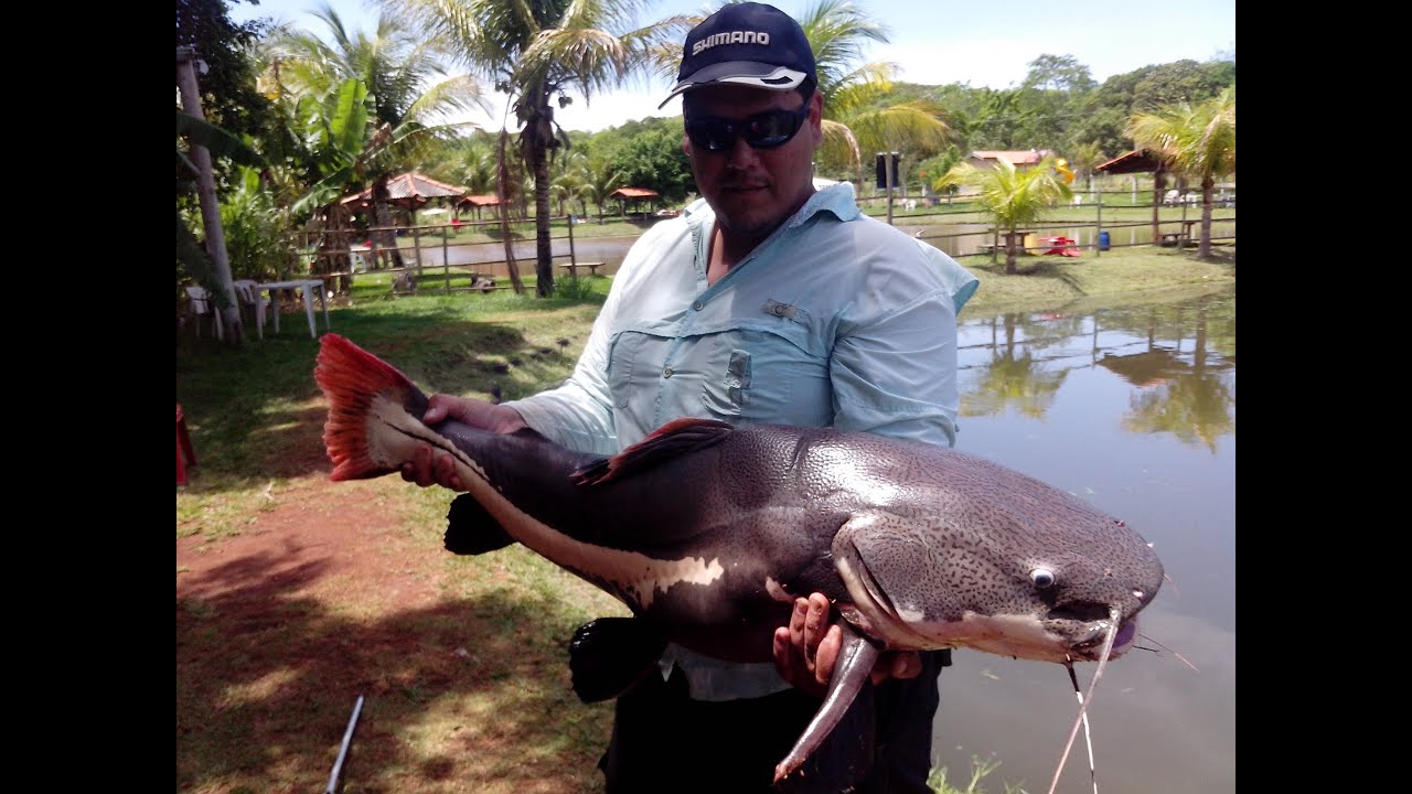 Pescando Com Marcão Pescaria de Pirara Pesqueiro Nippon Campo Grande MS ...