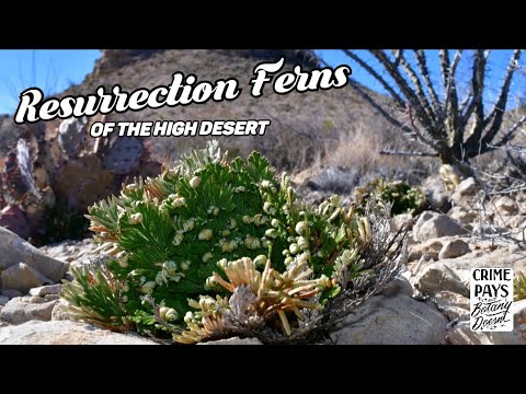 Resurrection Ferns of the High Desert - YouTube
