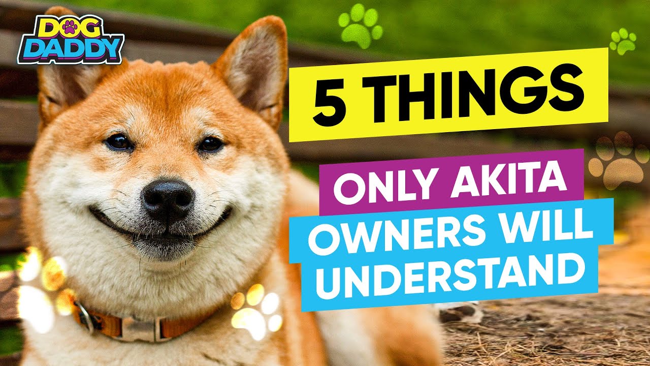 5 Things Only Akita Owners Will Understand - YouTube