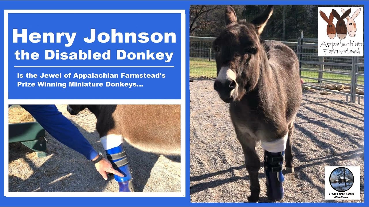 Henry the Disabled Donkey is the Jewel of Appalachian Farmstead's Prize ...