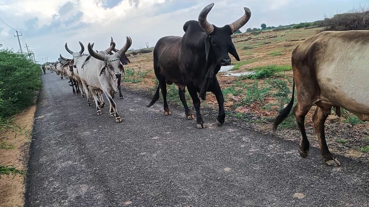 Kankrej Cows - SataBhai Bharwad | Ritesh Gaadhe Gir - YouTube