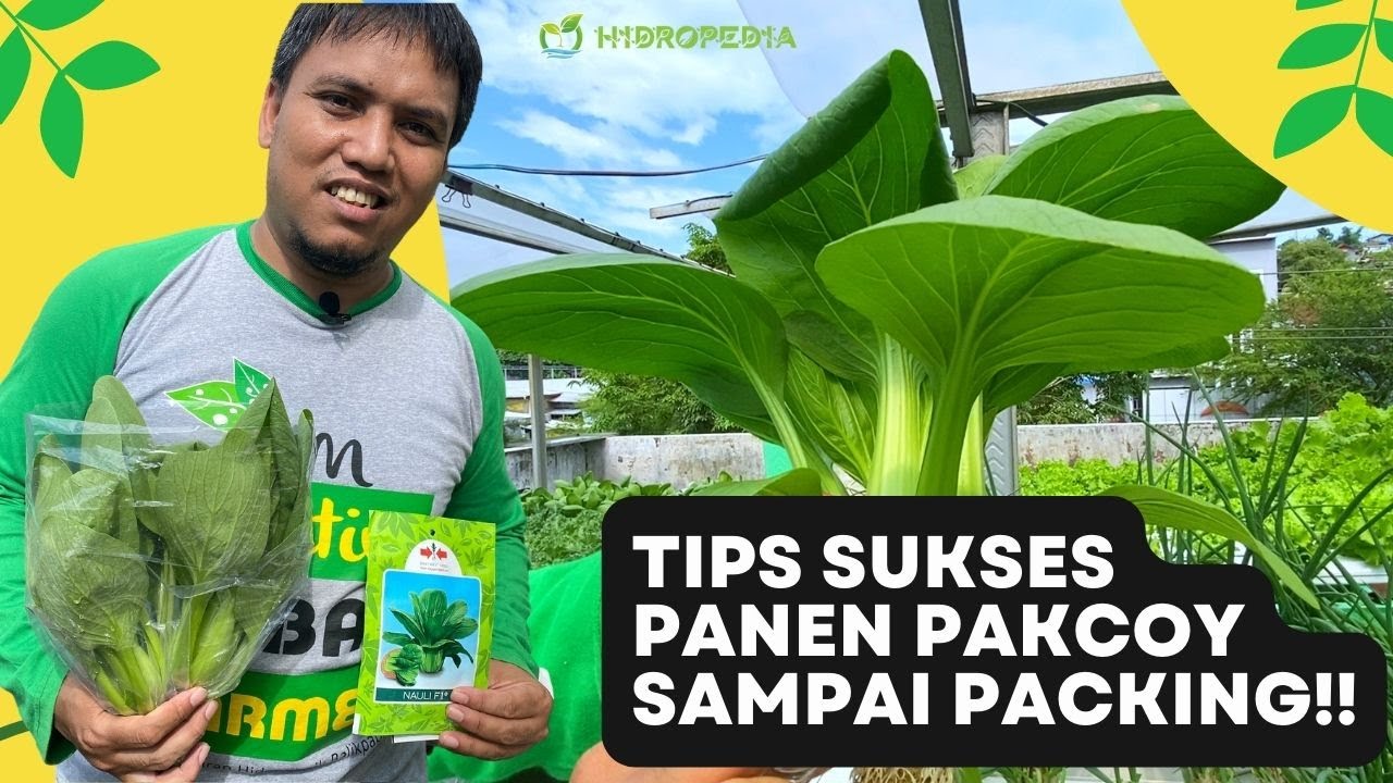 TIPS SUKSES PANEN PAKCOY + PACKING SAYUR HIDROPONIK 🥬 - YouTube