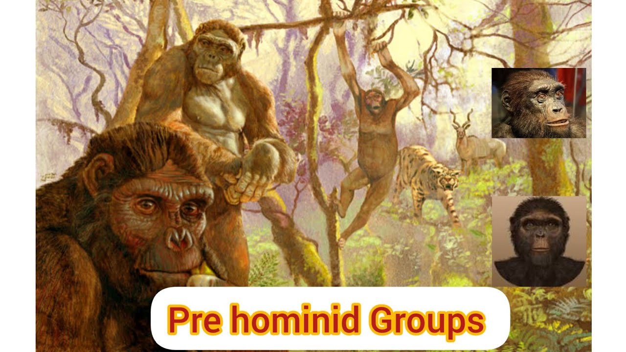 Pre hominid groups#Sahelanthropus#Orrorin #Ardipithecus ...