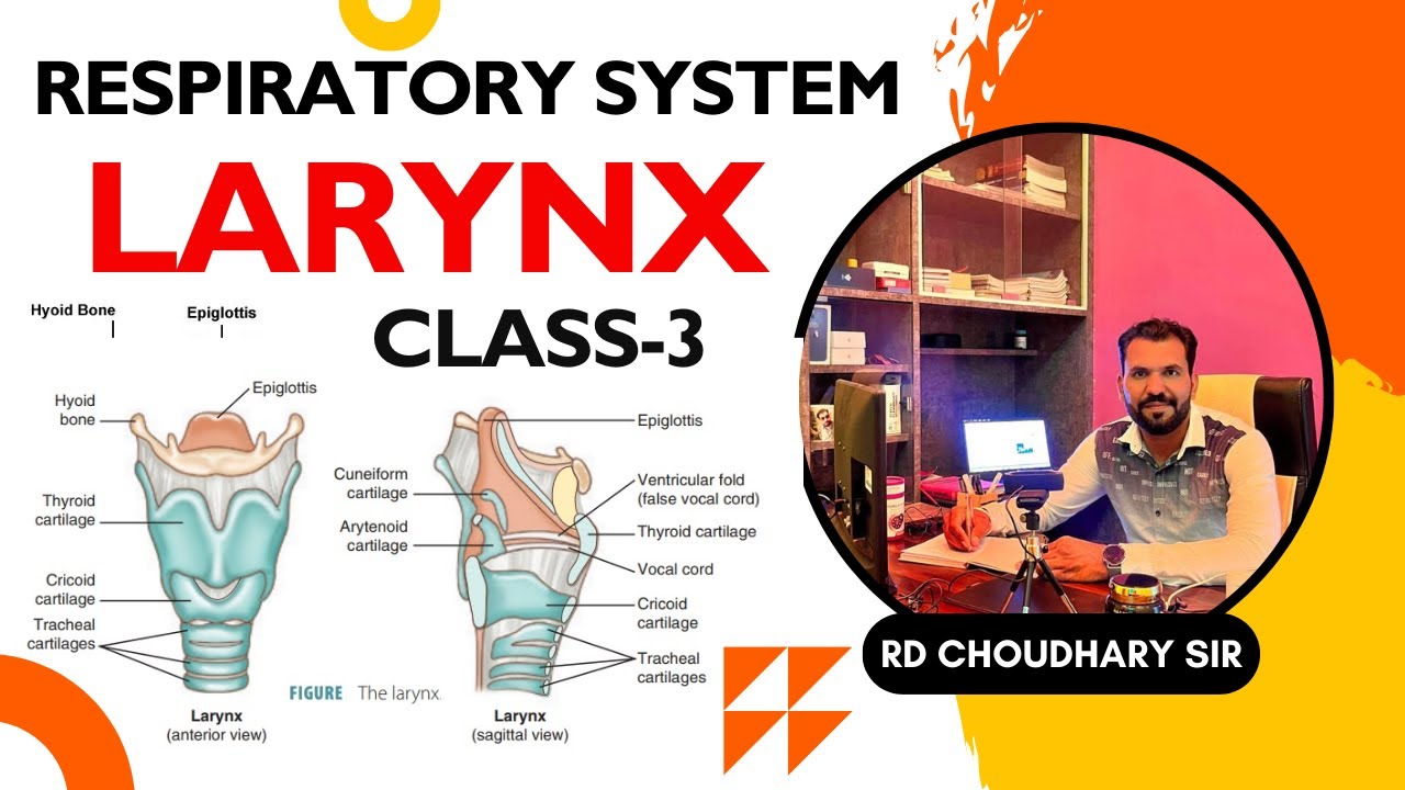 Respiratory System Class-3 Larynx || Respiratory Organ Larynx || NORCET ...