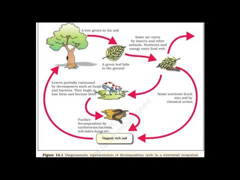 Ncert biology 12_Ecosystem(diagrams) - YouTube