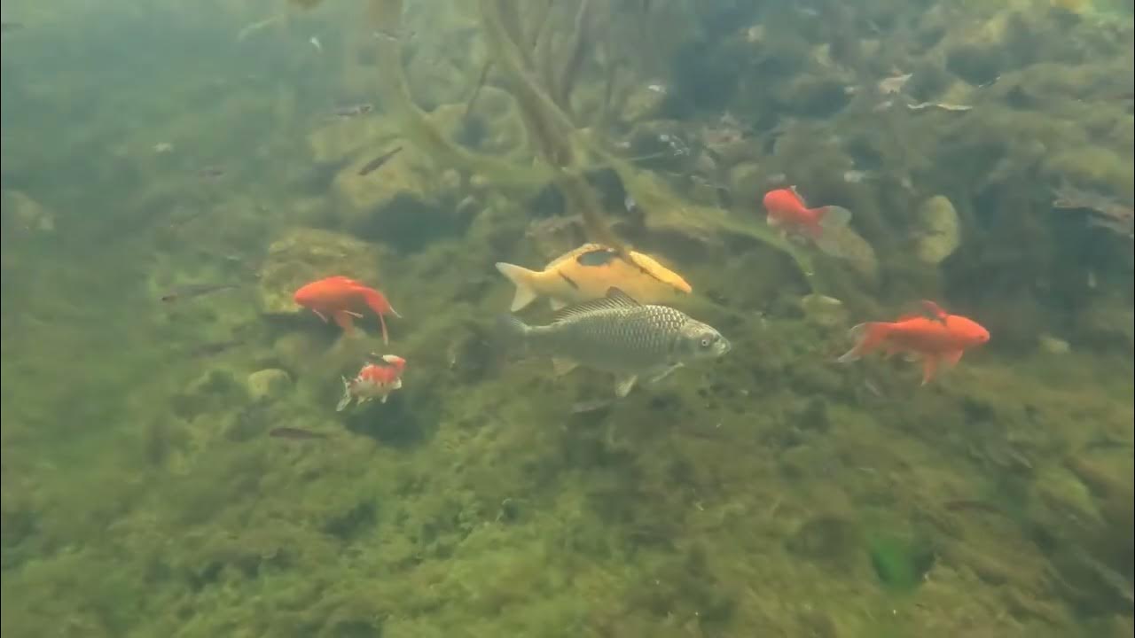 Zimowy przegląd ryb w oczku wodnym. - YouTube