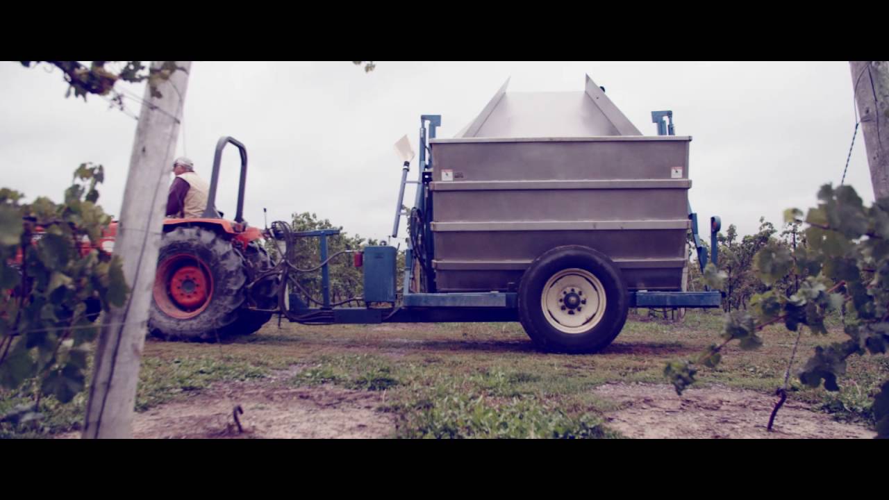 Grape Growers of Ontario | We grow the wines you love in the fall - YouTube
