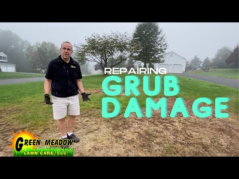 How To Repair Lawn After Skunk Damage