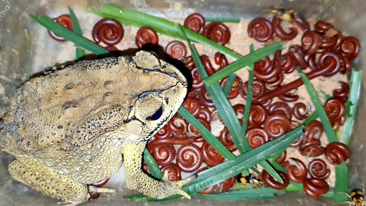 Wow! A Big Toad And Red Millipedes With Yellow Poison Beetle Bugs I Found At Night | Night Bugs ...