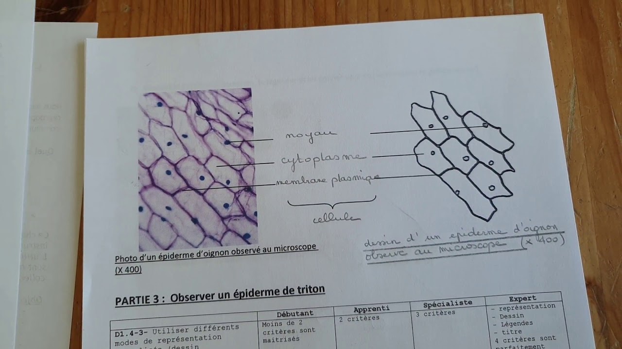 6eme- Correction TP la structure microscopique des êtres vivants - YouTube