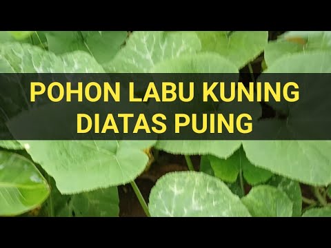Pohon labu kuning diatas puing, subur juga - YouTube