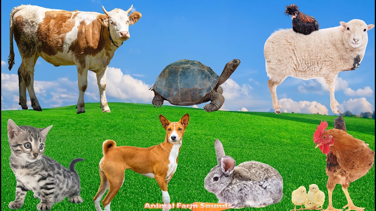 Cute Little Animals: Sheep, Rabbit, Cow, Chicken, Dog, Cat - Animal ...