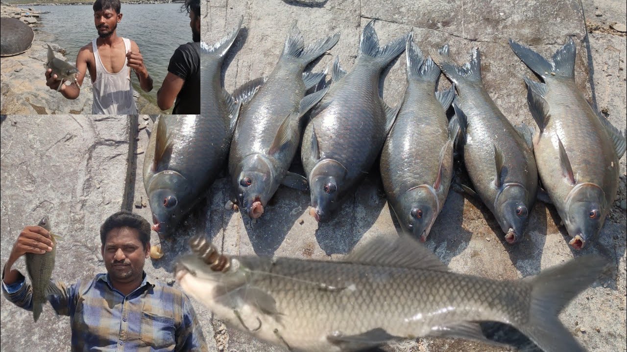 black Rohu Fishing amazing fishing 6 hook fishing 🐠 hunting #fish # ...