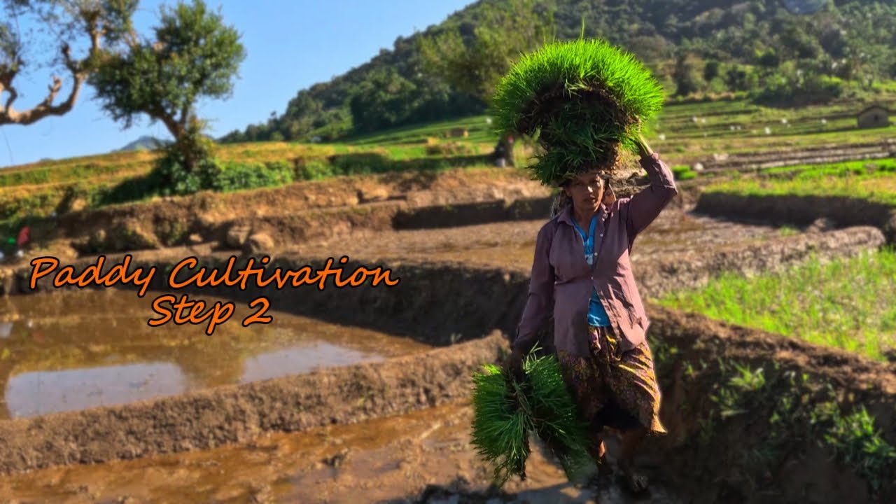 The second step in successful paddy cultivation - YouTube