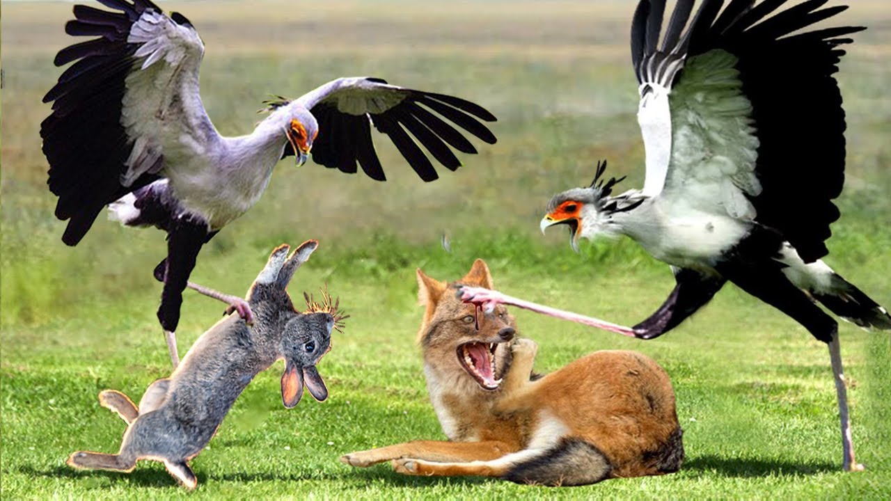 Incredible! The Secretary Bird Uses His Spectacular Kicks To Defeat ...
