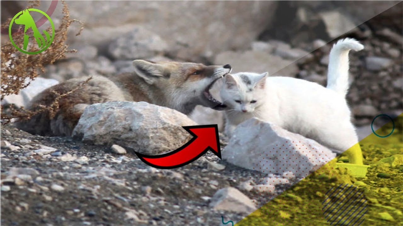 Fox Gets Close To A Stray Cat And Things Take An Unexpected Turn! - YouTube