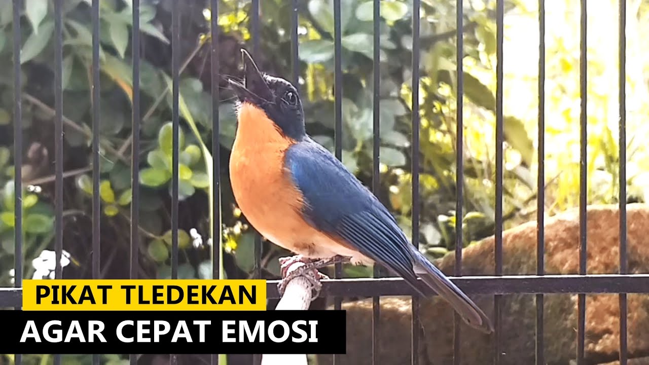 Burung Sulingan Gunung Jantan NGEROLL GACOR ‼️ Suara Pancingan Tledekan ...
