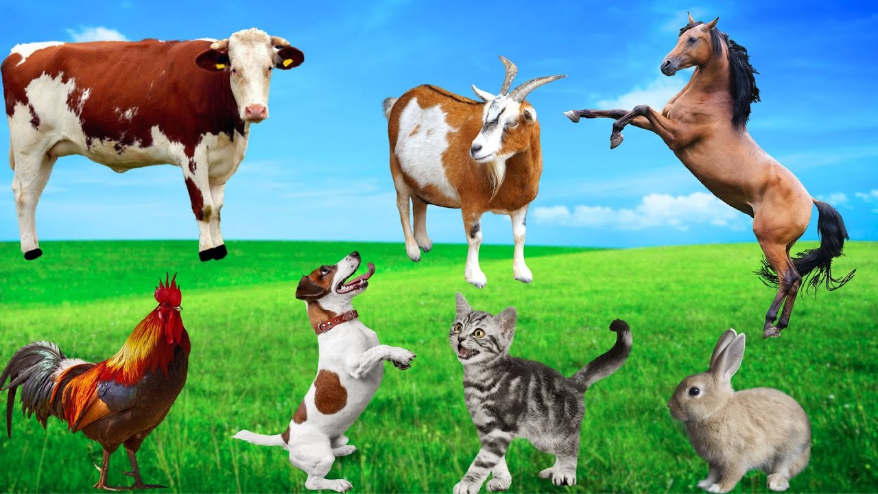 Farm Animal Characteristics - Dogs, Cats, Cows, Chickens, Goats ...