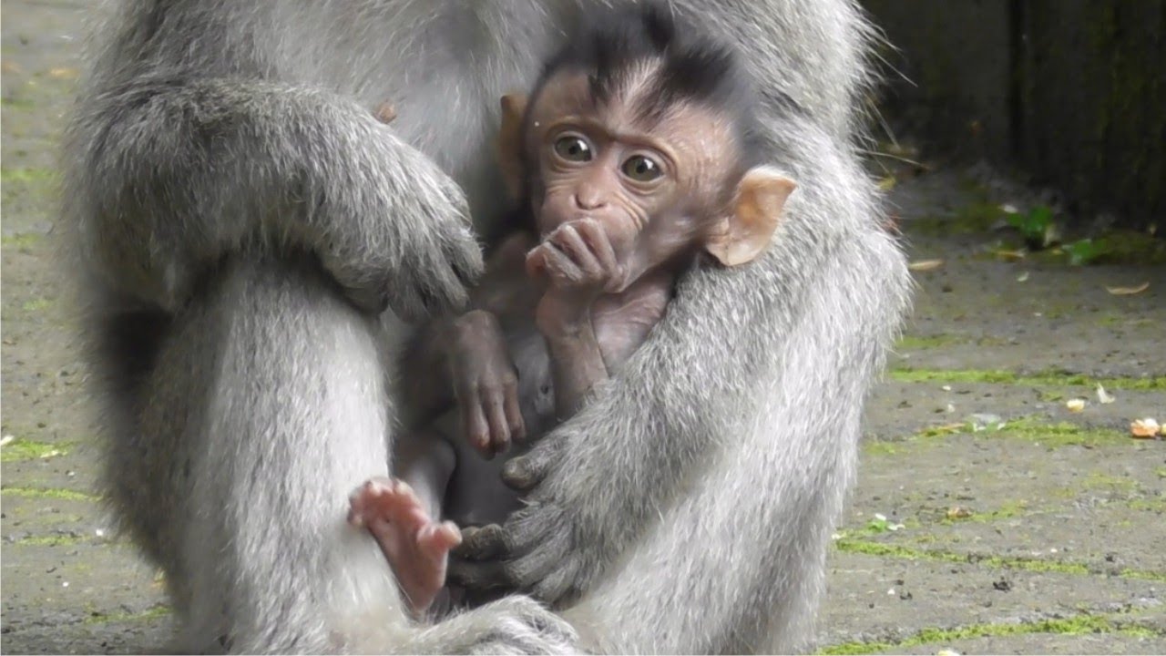 Mommy Syrene tak ingin Dodo jauh darinya [Dodo monyet kecil tangguh dan ...
