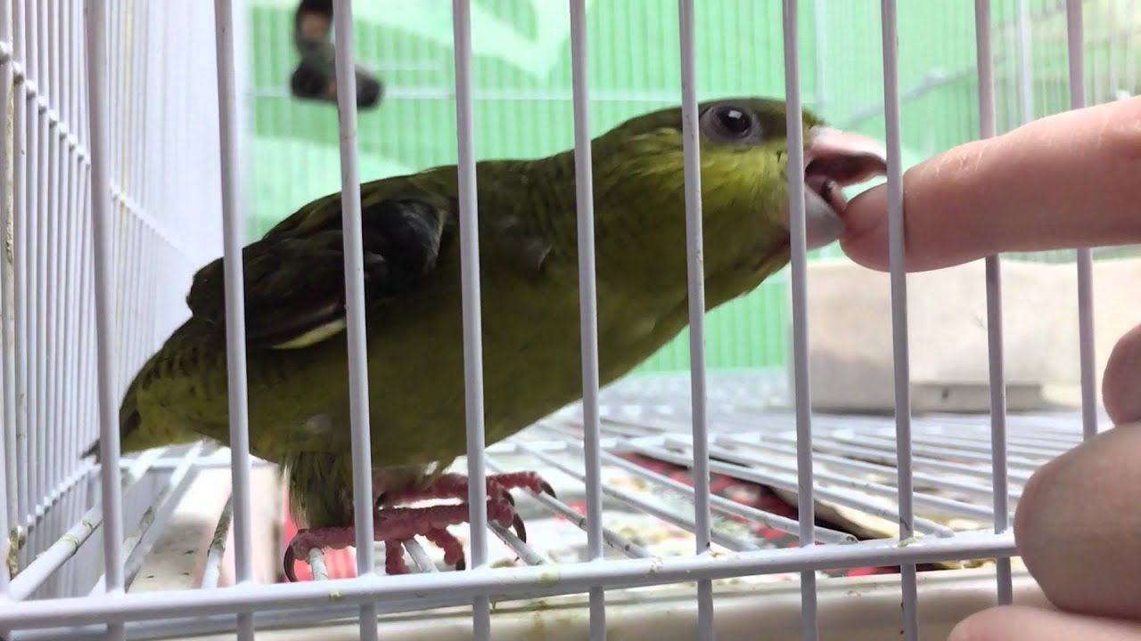 Baby lineolated parakeet - YouTube