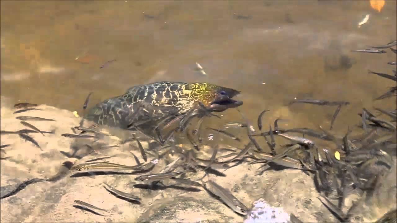 Reef Fish Suffering after Honolulu Harbor Molasses Spill, 9/10/2013 ...