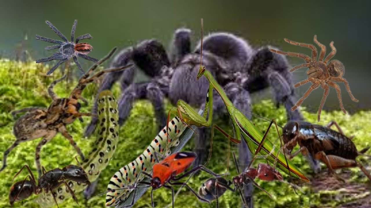 found a tarantula spider's nest - YouTube