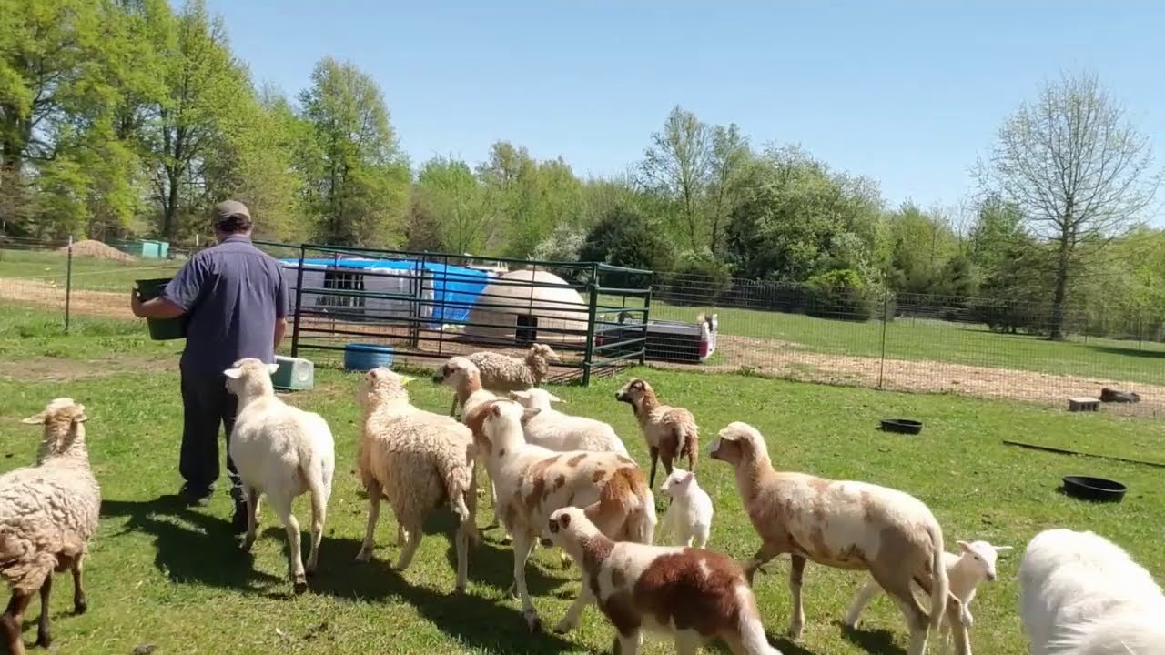 4-17-24 sheep update!! #sheep #lamb #farm #sheepsheep - YouTube