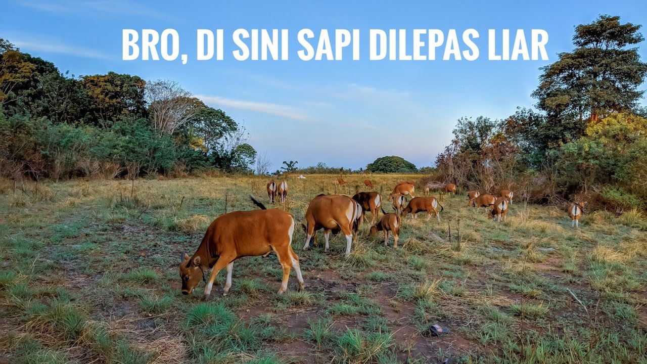 Kawanan Sapi Dilepas Liar - YouTube