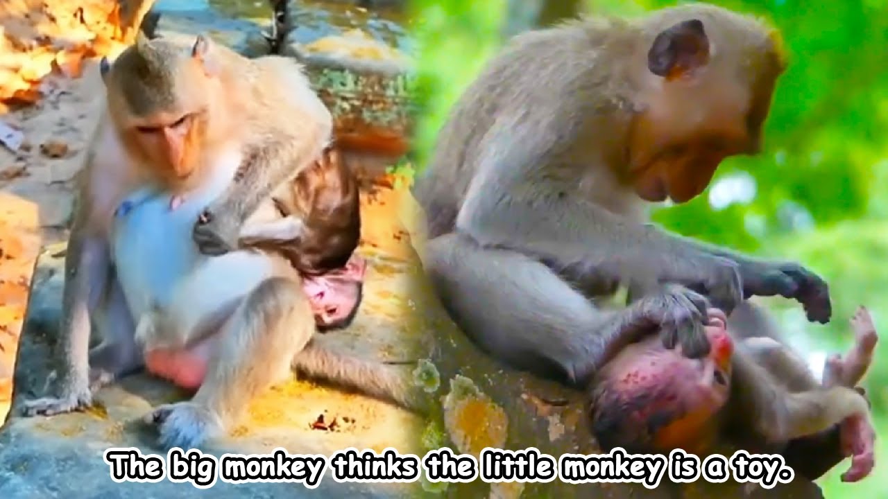 The life of wild animals in the forest. Mother monkey treats baby monkey like a toy - YouTube