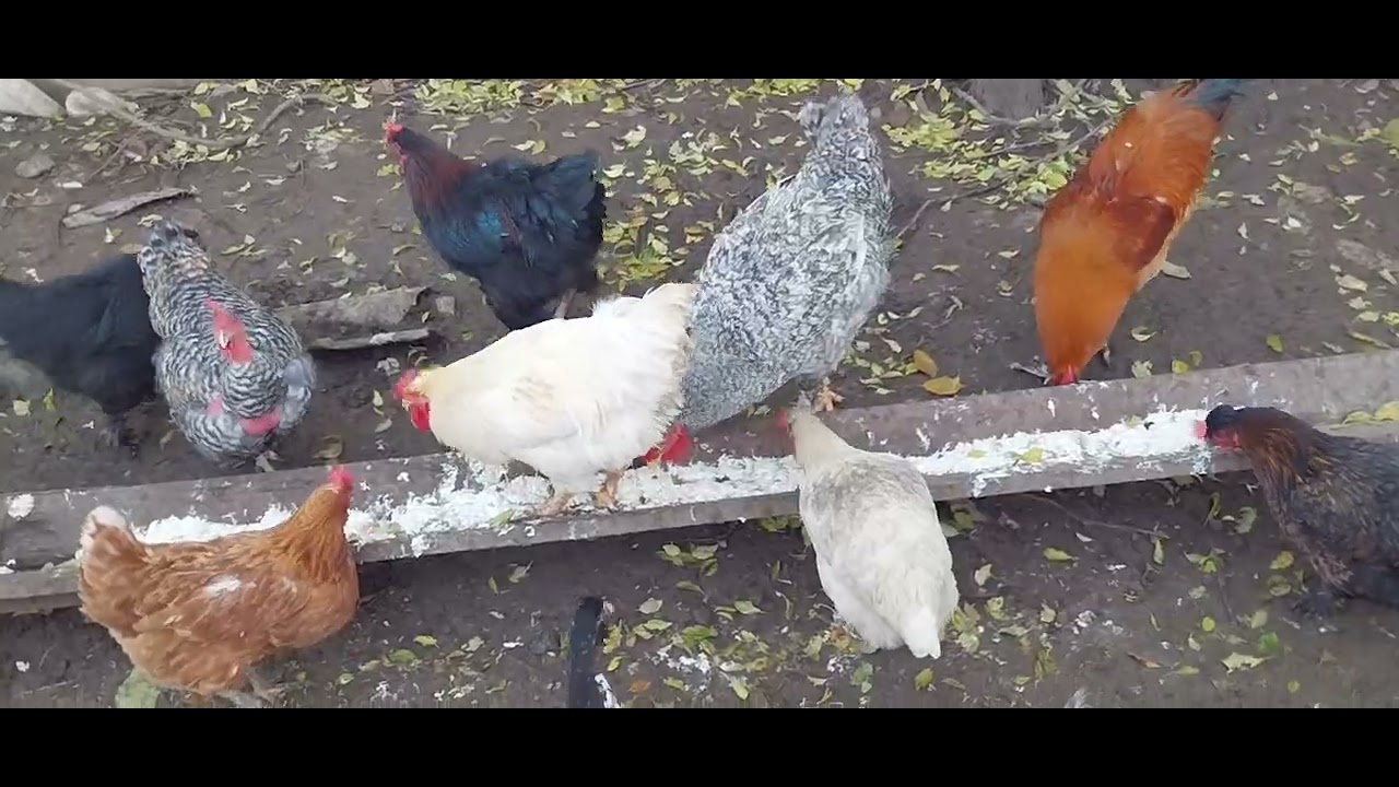 SECRETUL SA AI OUA LA GAINI IN SEZONUL RECE CHIAR SI IARNA - YouTube