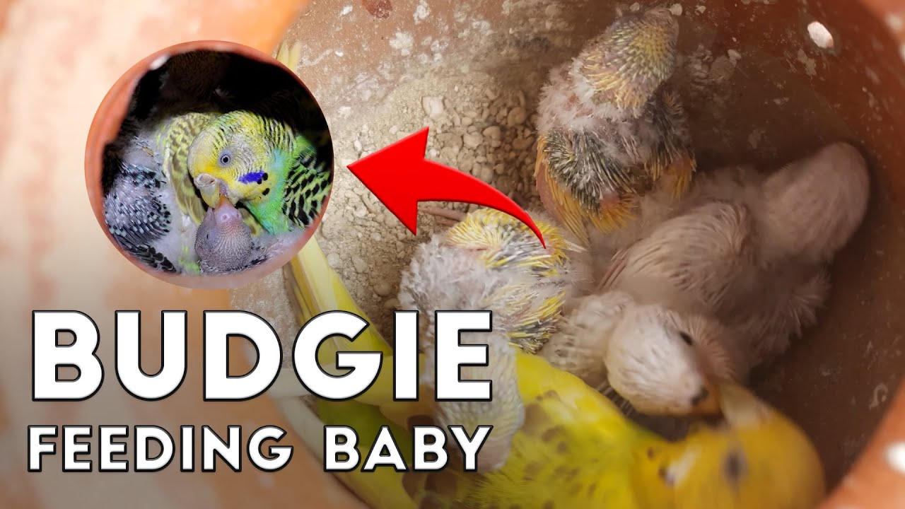 Budgie Growth Stages | Day 52 of Babies Time lapse🐦 - YouTube