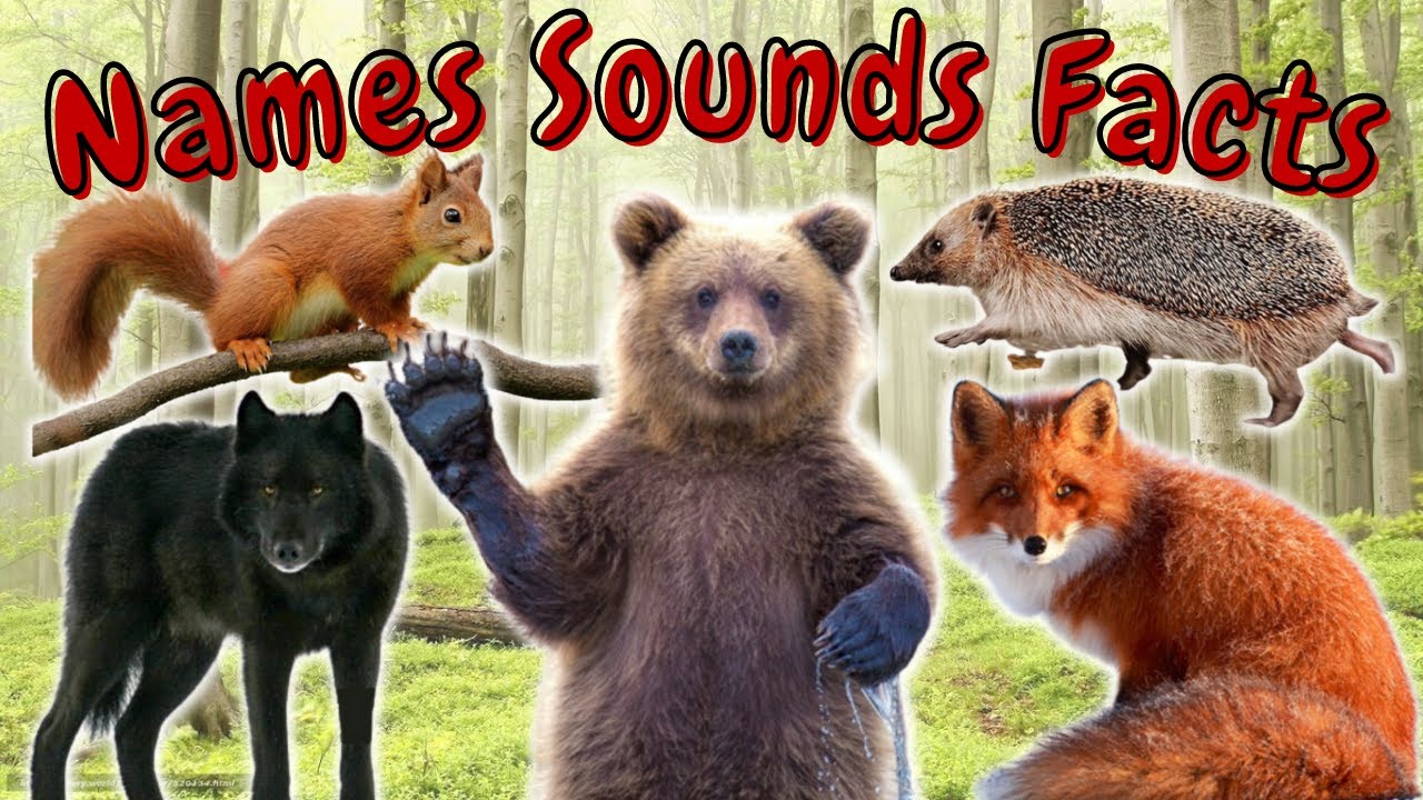 Learning forest animals for kids! \ Hedgehog, Fox, Bear, Wolf and ...