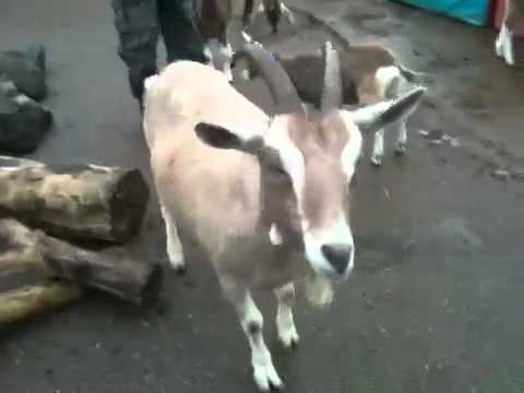 GOAT PISS!!!!!!!! - YouTube