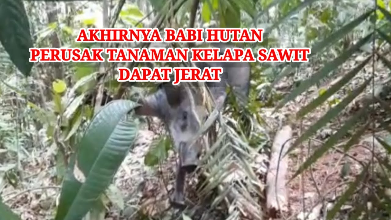 BABI HUTAN GANAS AKHIRNYA MASUK PERANGKAP DI PINGGIR KEBUN SAWIT - YouTube