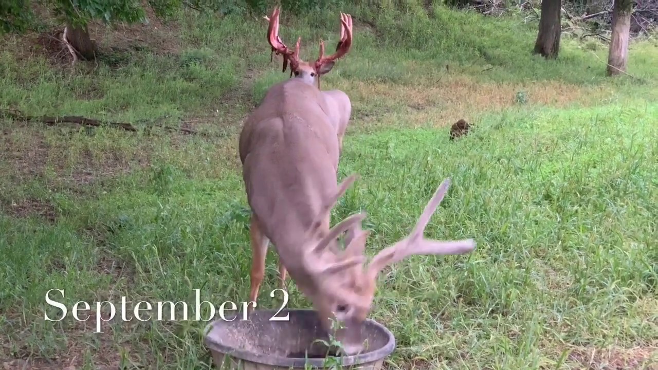 Buck Ripped Out His Rack From Skull Plate And Grows It Back. - YouTube