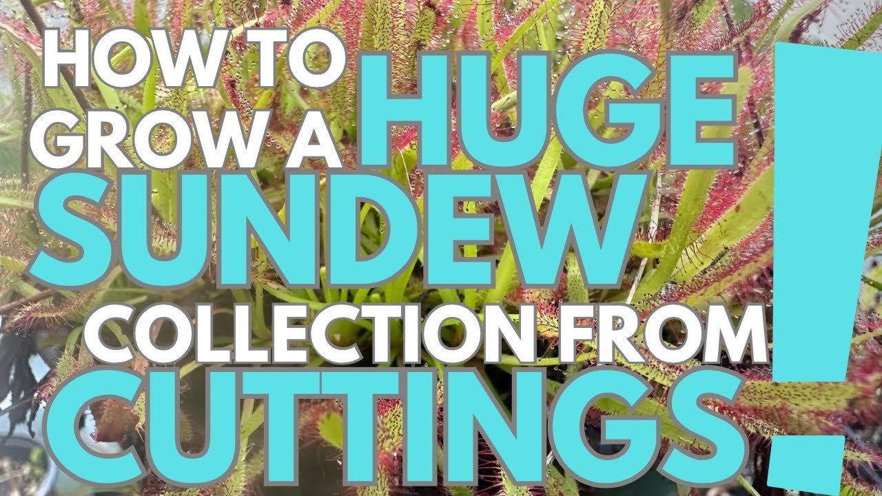 Grow A Huge Sundew Collection From Cuttings! - YouTube