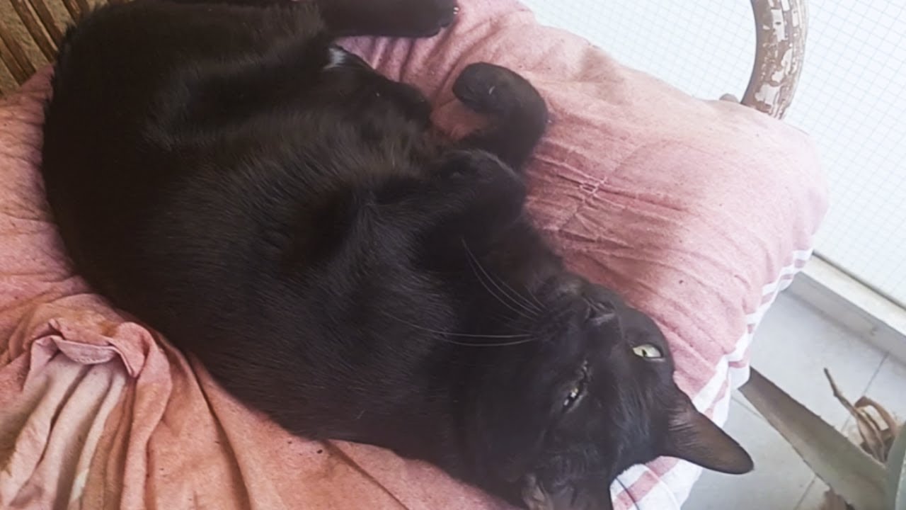 Meow Cute Cat Wants more Pets. #Jules - YouTube