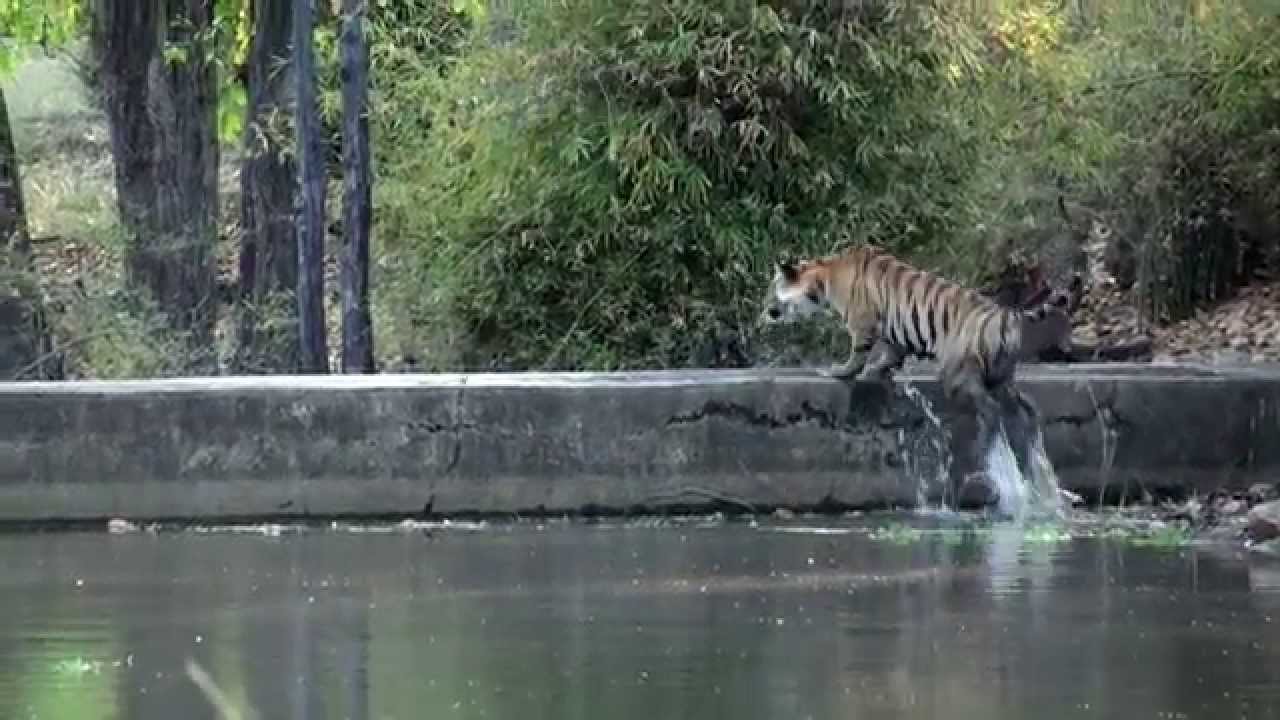 Tiger Highlights - YouTube