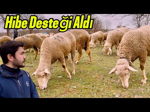 Tamamı Hibe Desteği ile 36 Koyun 2 Koç Alarak Üretime Başladı 150 Adete Ulaştı #hayvancılık 