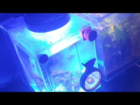 HOW TO: TAKE CARE OF EXPENSIVE ZOAS IN A 2 GALLON SALTWATER TANK - YouTube
