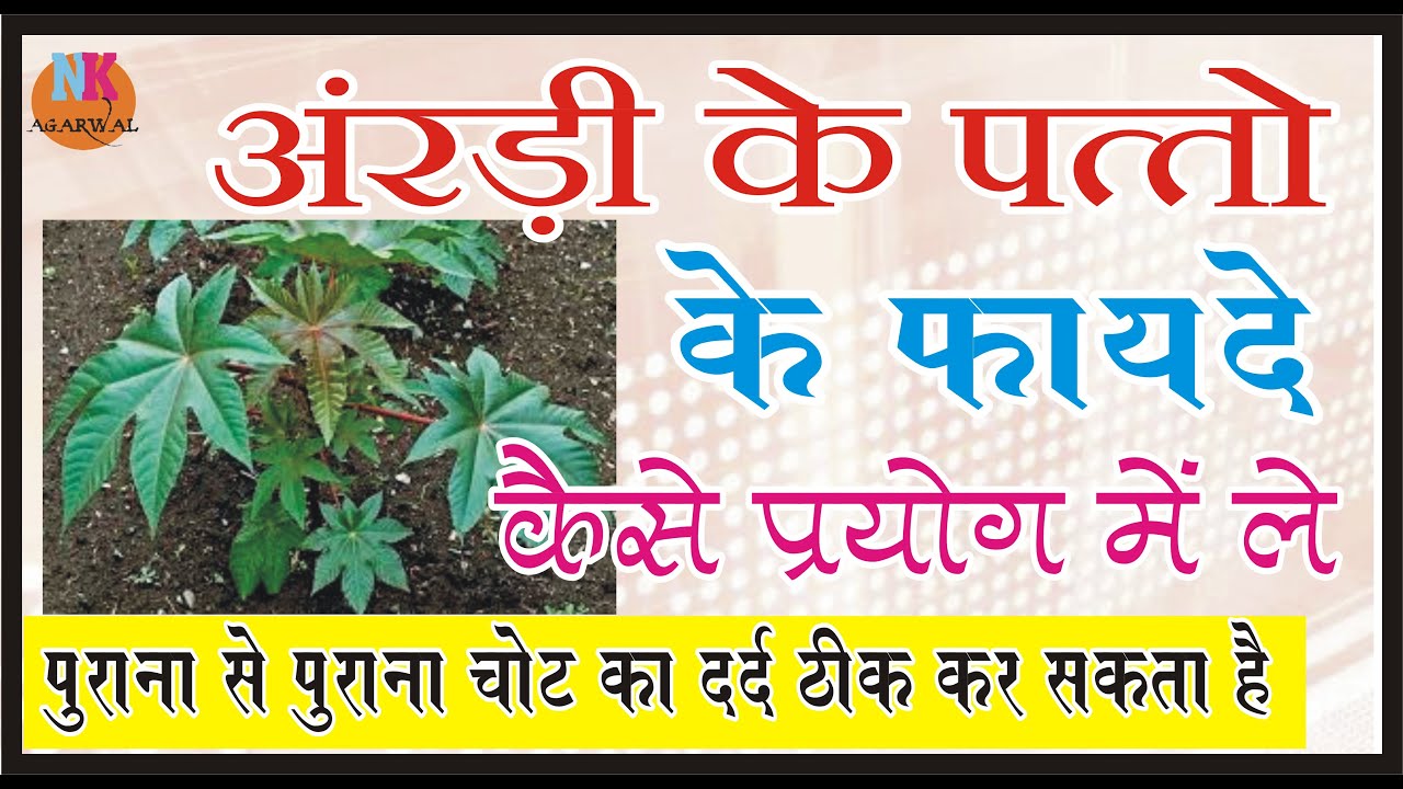 अरंडी के पते के ऐसे फायदे जो आपको नहीं मालूम Arandi ke patte ke fayede ...