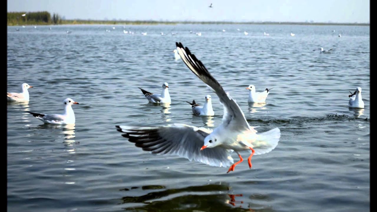 Nal Sarovar Bird Sanctuary in Gujarat India by JMZ - YouTube