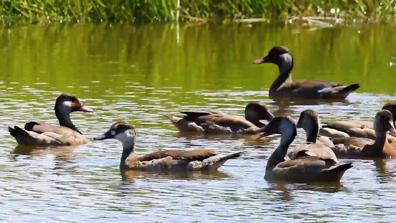 BRAZILIAN TEAL flock (AMAZONETTA BRASILIENSIS), MARRECA-ANANAI, PÉ ...