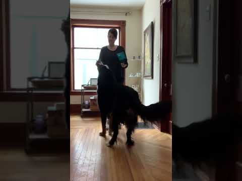 Dog Training “Touch” - YouTube