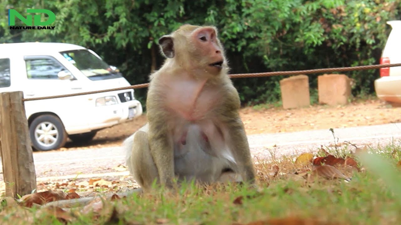 poor popeye hurt and crying loudly when she lose her son and her group ...