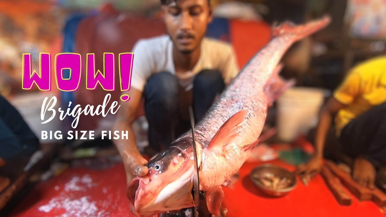 Amazing Brigade Fish Cutting Skills | Big size Brigade Fish | Fish ...
