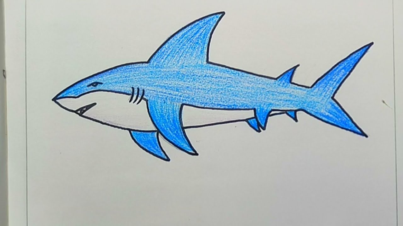 how to draw a Shark step by step //shark drawing for beginners// shark ...