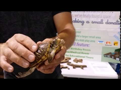 The Reptile Guy - Very deformed box turtle... - YouTube