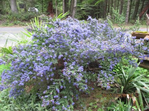 Drought tolerant California lilac with amazing Blue flowers - YouTube