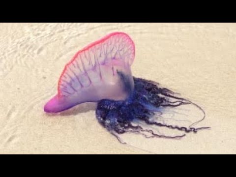 The World’s Deadliest JellyFish! - YouTube